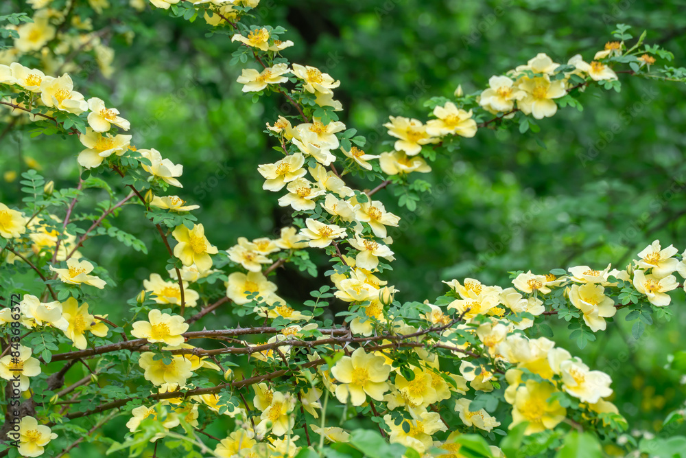 Yellow flowers of bush rosa hugonis blooming in garden. Deciduous shrub ...