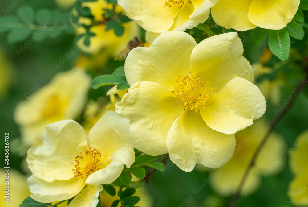 Yellow flowers of bush rosa hugonis blooming in garden. Deciduous shrub ...