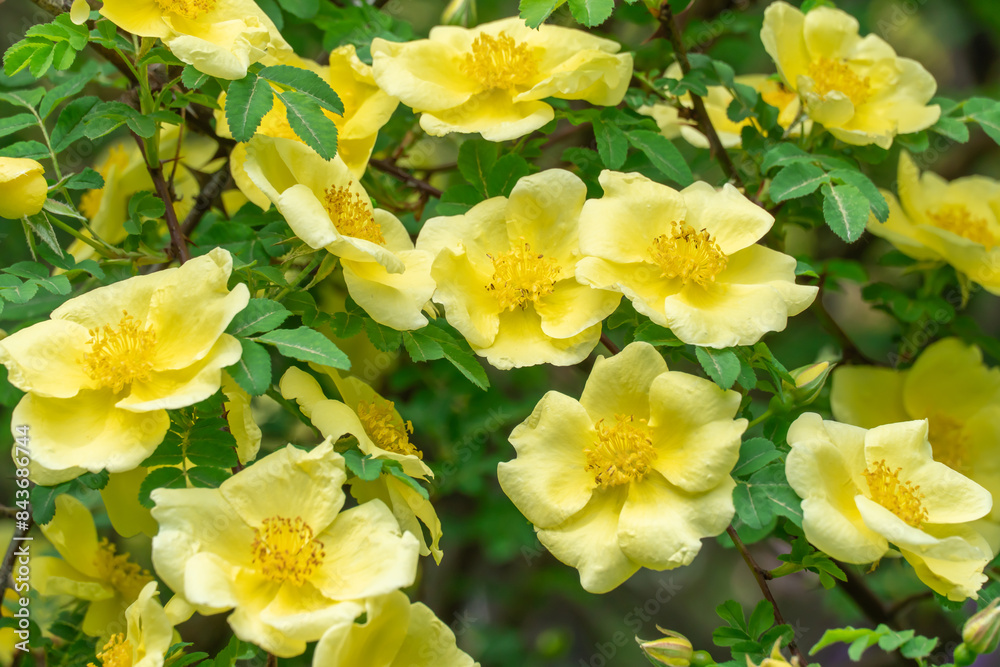 Yellow flowers of bush rosa hugonis blooming in garden. Deciduous shrub ...