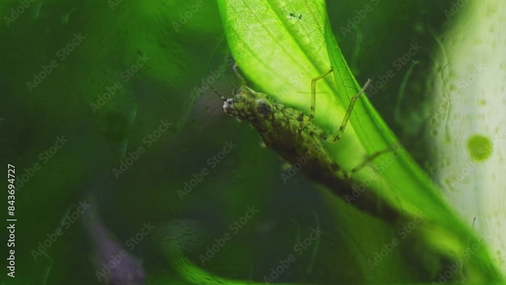 blue-tailed damselfly nymph attack juvenile Endler guppy fish ...