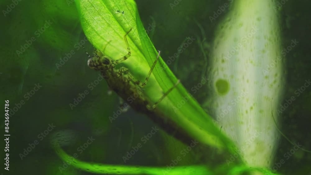 blue-tailed damselfly nymph attack Endler guppy fish, freshwater insect ...