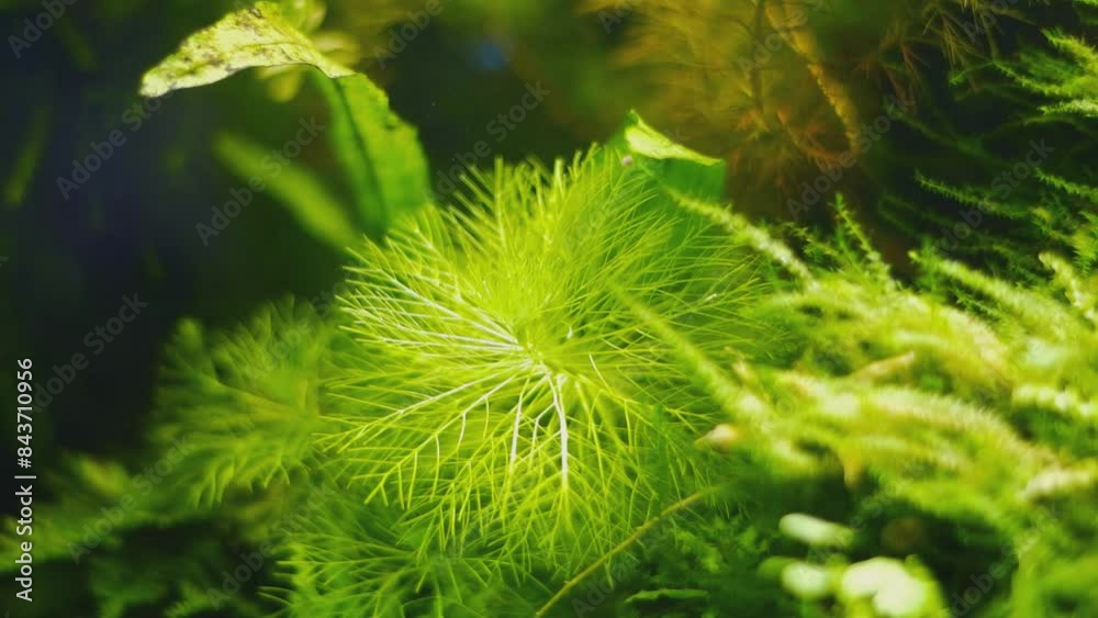 parrot feather watermilfoil in ryoboku aquascape design, healthy ...