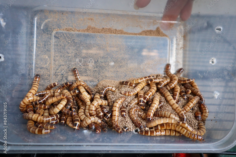 A close-up of superworm larvae reveals detailed features of kingworm or ...