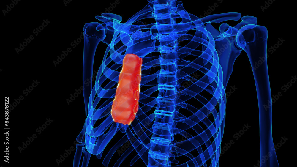 Body of sternum bone anatomy for medical concept 3D rendering Stock ...