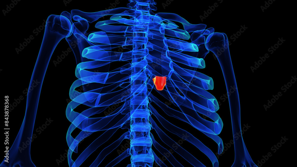 Xiphoid process anatomy for medical concept 3D rendering Stock ...