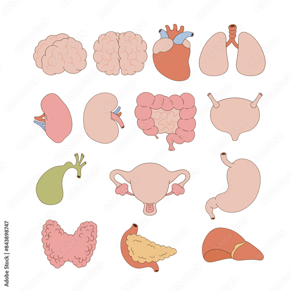 Cartoon anatomy clip art set. Brain, Heart, Lungs, Liver, Stomach ...
