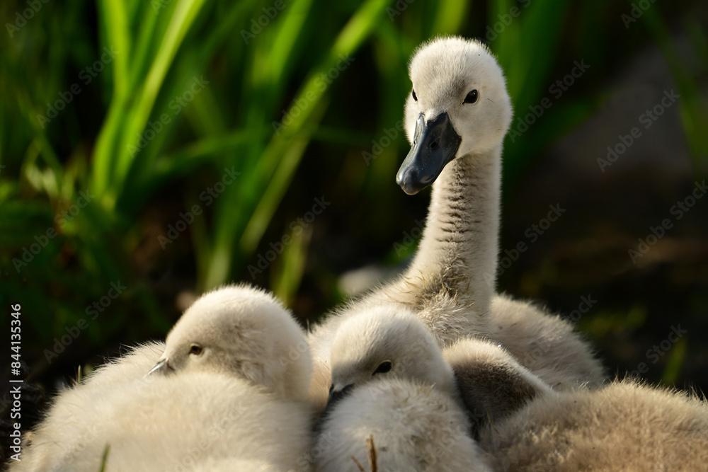 Cute baby Mute swan stretches its neck and looks around from the group ...