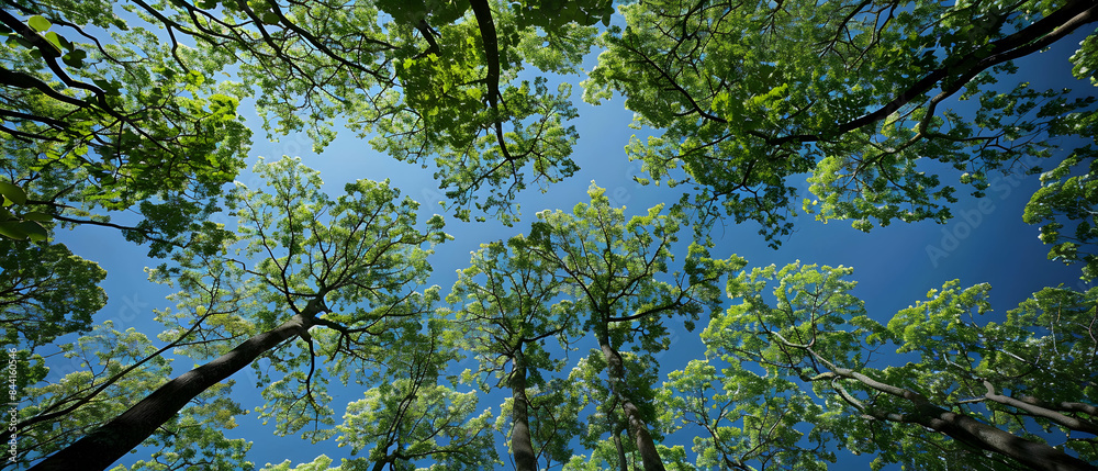 Ground-level perspective of a forest with trees showing crown shyness ...