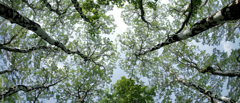 Ground-level perspective of a forest with trees showing crown shyness ...