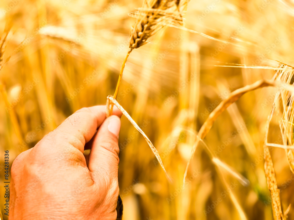 Wheat field. Hands holding ears of golden wheat close up. Beautiful ...