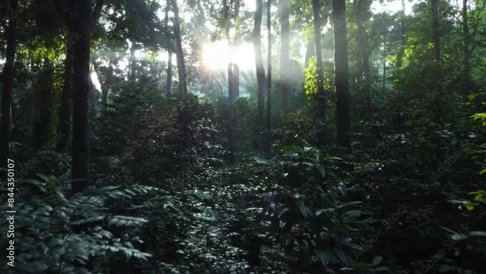 Walk through dense forests as the sun peeks through the trees in summer ...