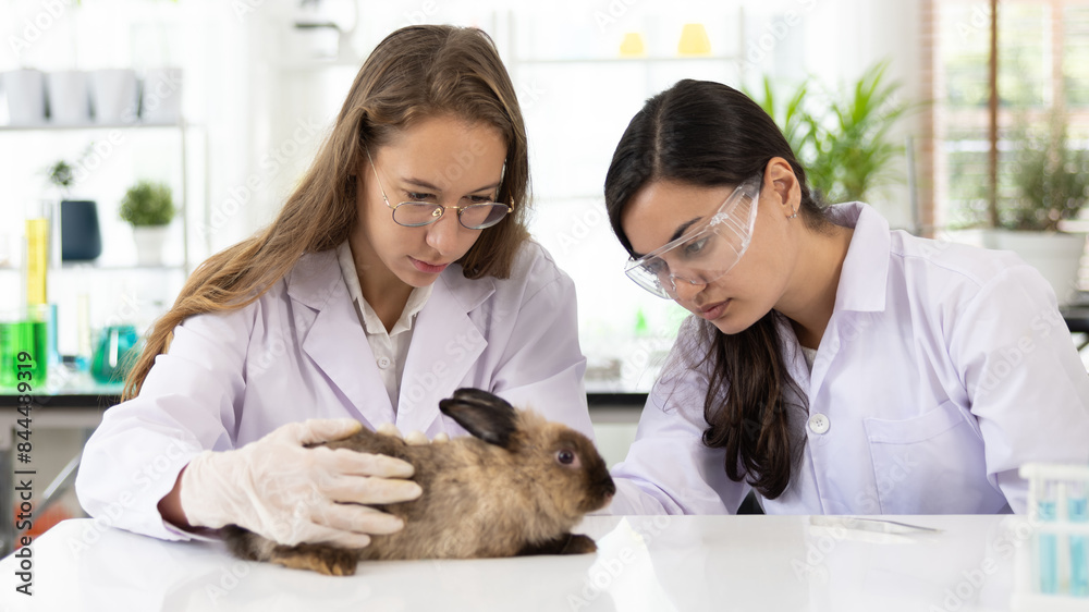 Caucasian veterinarian examining baby rabbit, bunny in clinic on ...