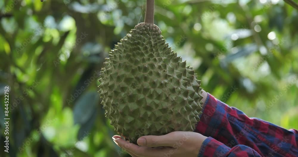 Gardener holding durian on the tree, organic durian, farmer and durian ...