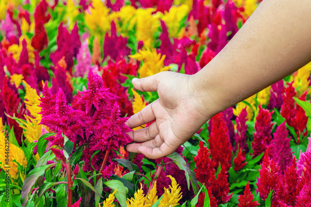 Hand of young woman farmer check colourful Cockscomb flowers blooming ...