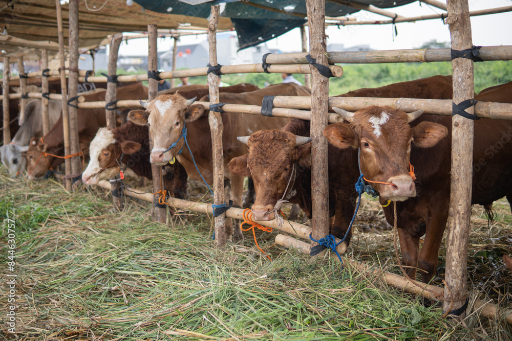 Portraits of cows or cattle (sapi qurban) for the preparation of ...