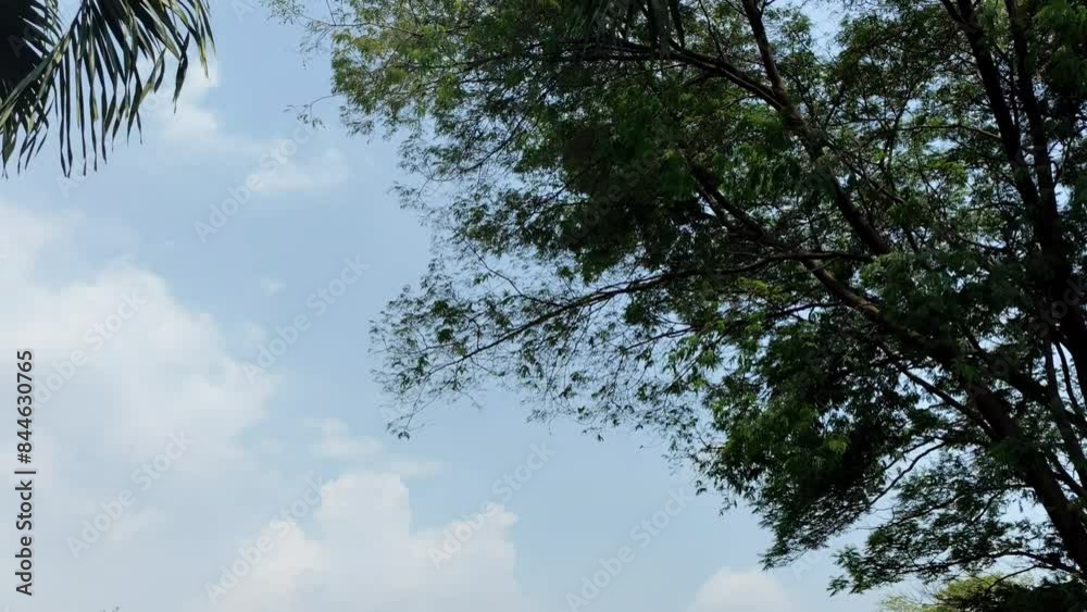 Branches of a large acacia tree. a tree facing the sky leaves blowing ...