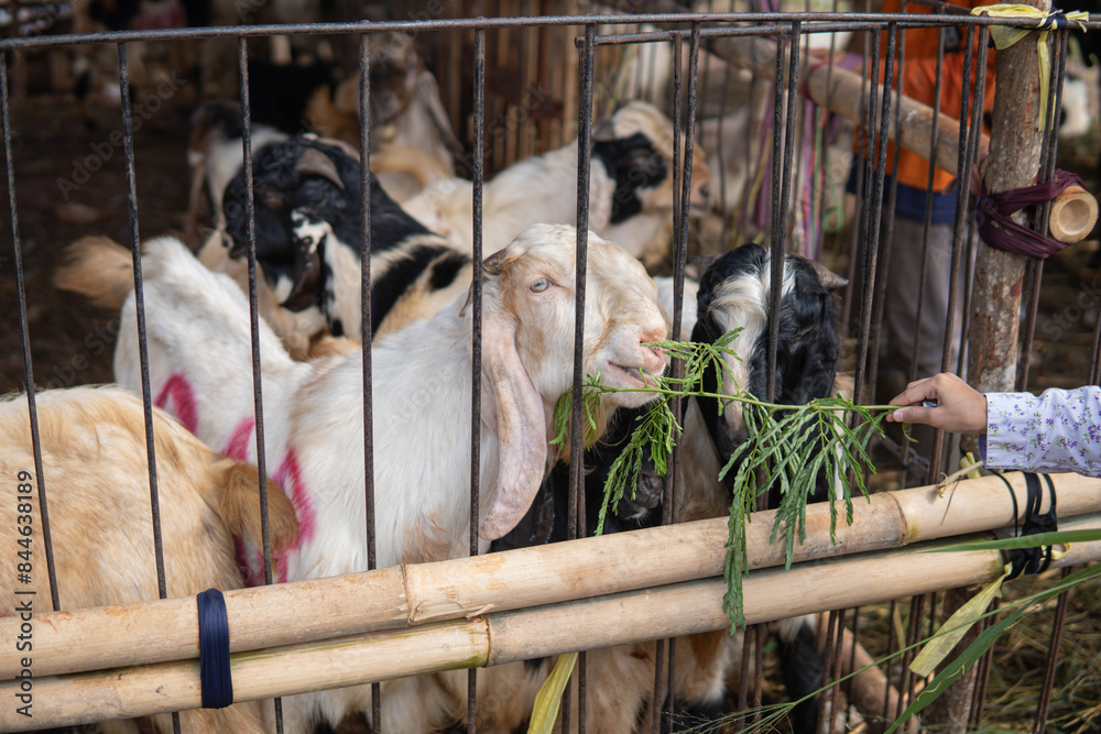 Portraits of Goat (kambing qurban) for the preparation of sacrifices on ...