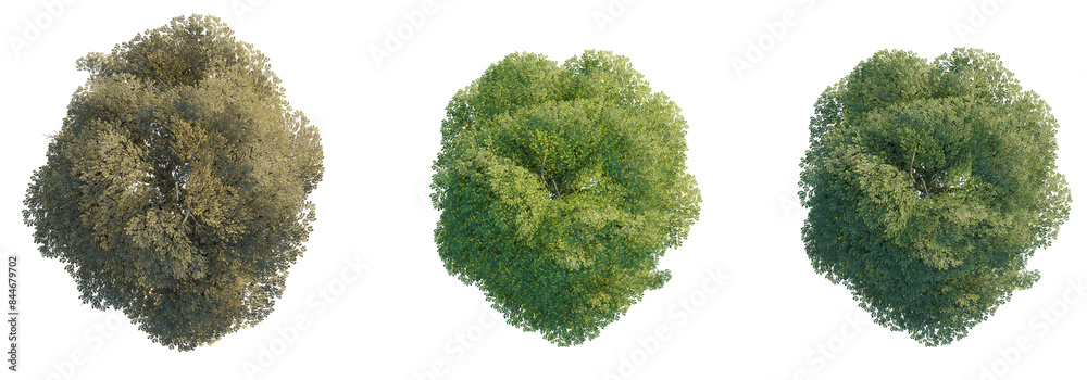 Juglans regia tree top view, tree plan 4k png cutout Stock Photo ...