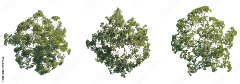 Eucalyptus tree top view, tree plan 4k png cutout Stock Photo | Adobe Stock