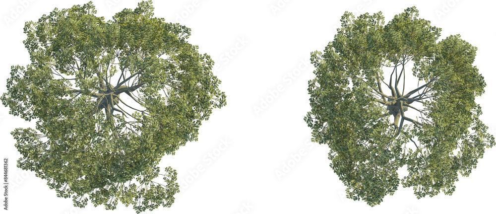 Quercus robur tree top view, tree plan 4k png cutout Stock Photo ...