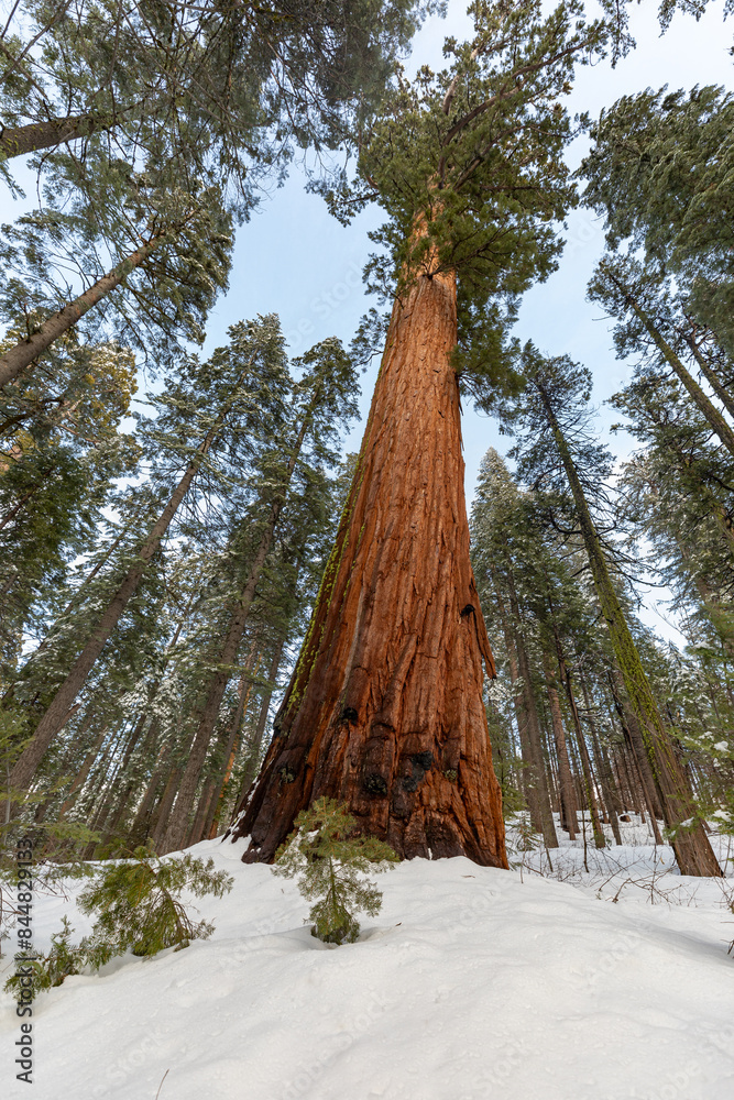 Thick trunk of giant redwood tree towers above snow covered ground amid ...