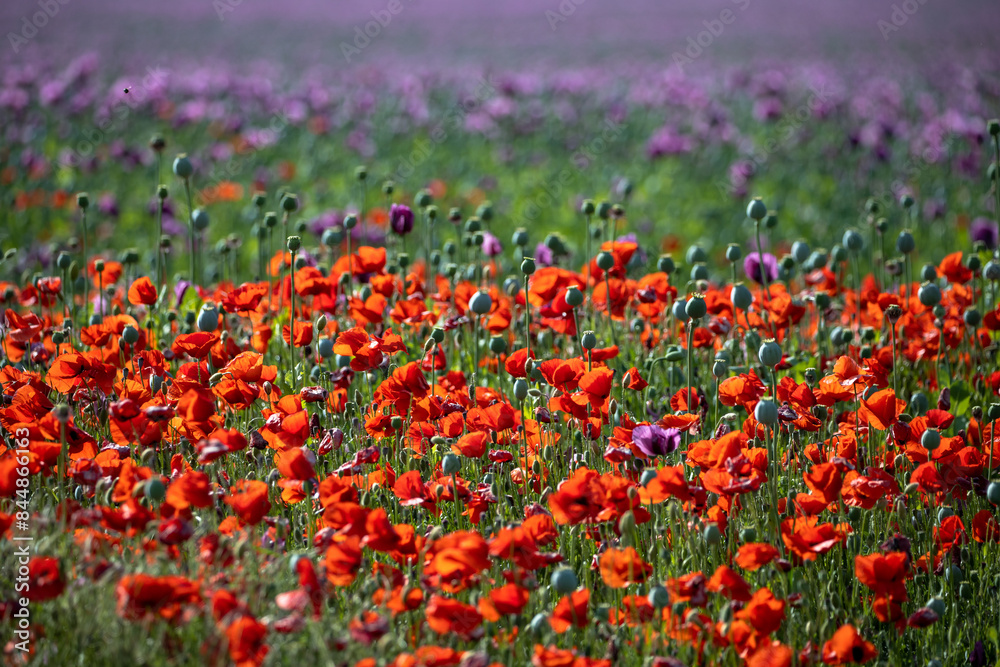 Blossom of purple poppy field against blue cloudy sky. Flowering ...