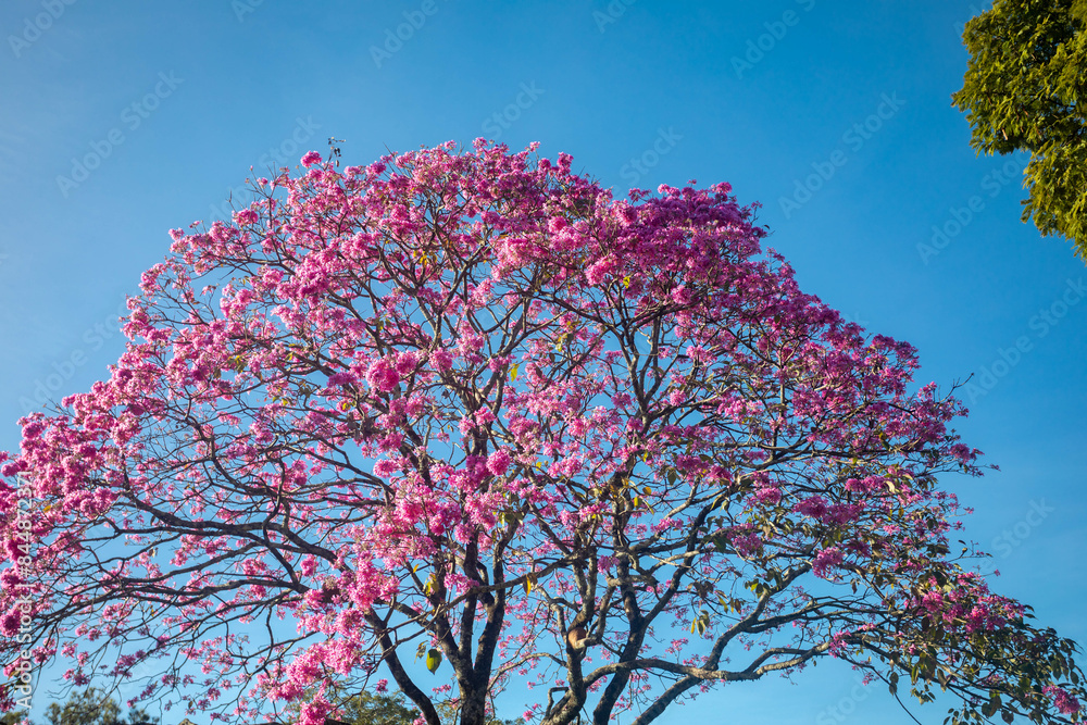 Handroanthus heptaphyllus. Close up of beautiful Pink Trumpet Tree ...