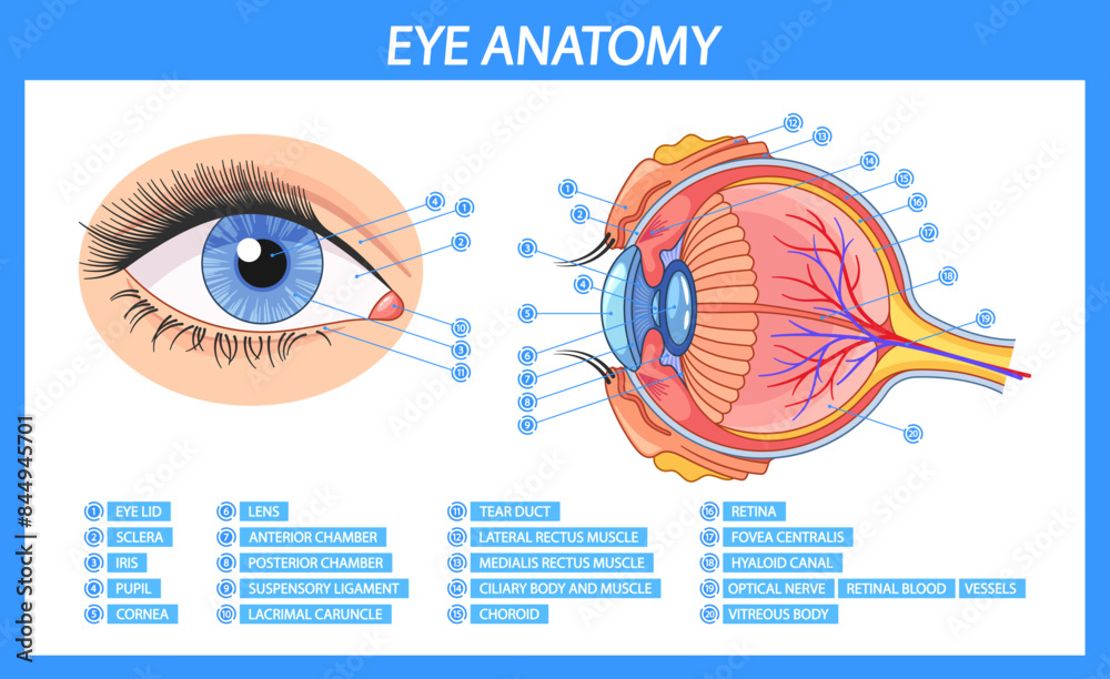 Vector Infographic Showcases The Detailed Anatomy Of Human Eye ...