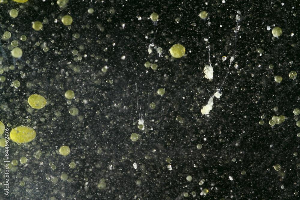 Science experiment of medicine capsules dissolve in a mixture of water ...