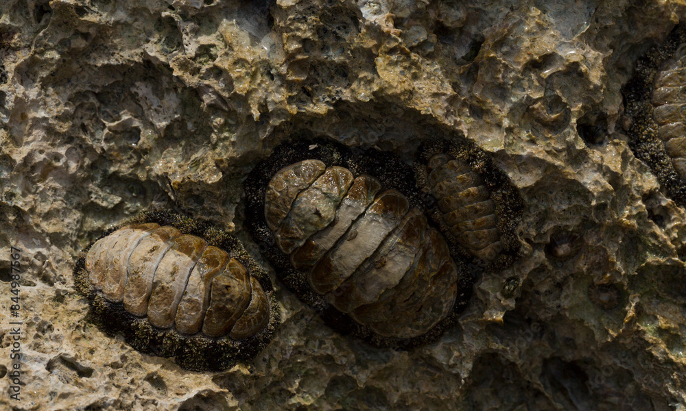 Acanthopleura haddoni, tropical species of chiton. The fauna of the Red ...