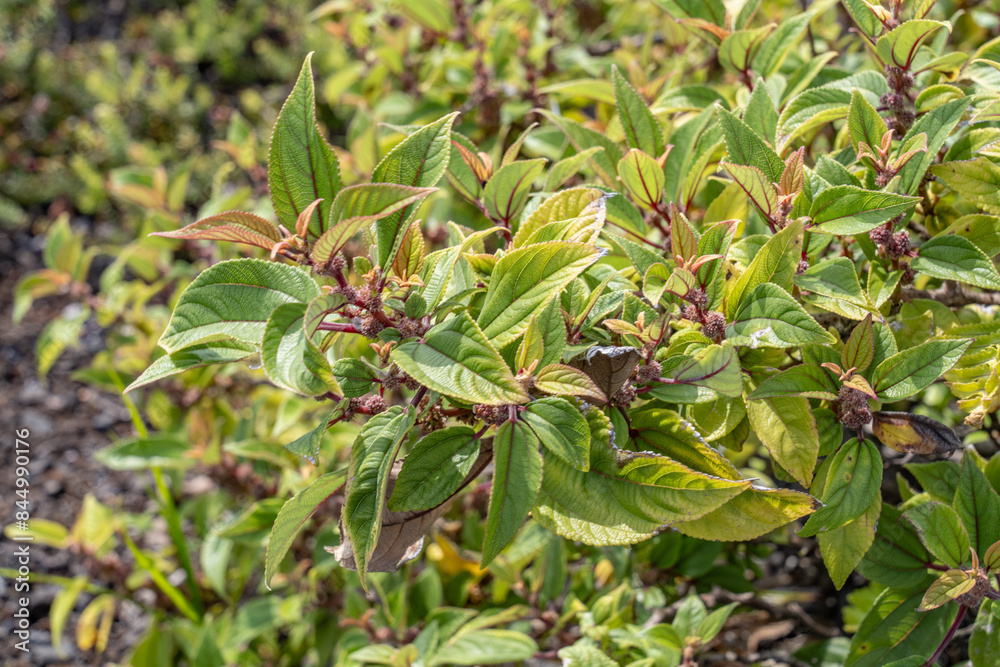 Pipturus albidus, māmaki, waimea, Waimea pipturus , is a species of ...