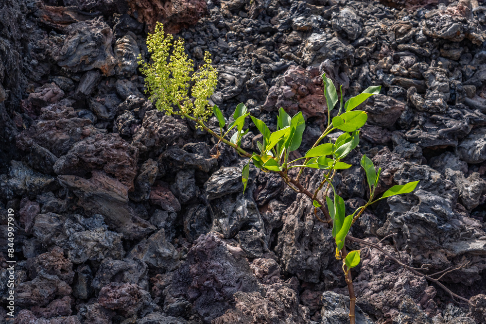 Rumex skottsbergii, or more commonly known as lava dock, is a shrub of ...