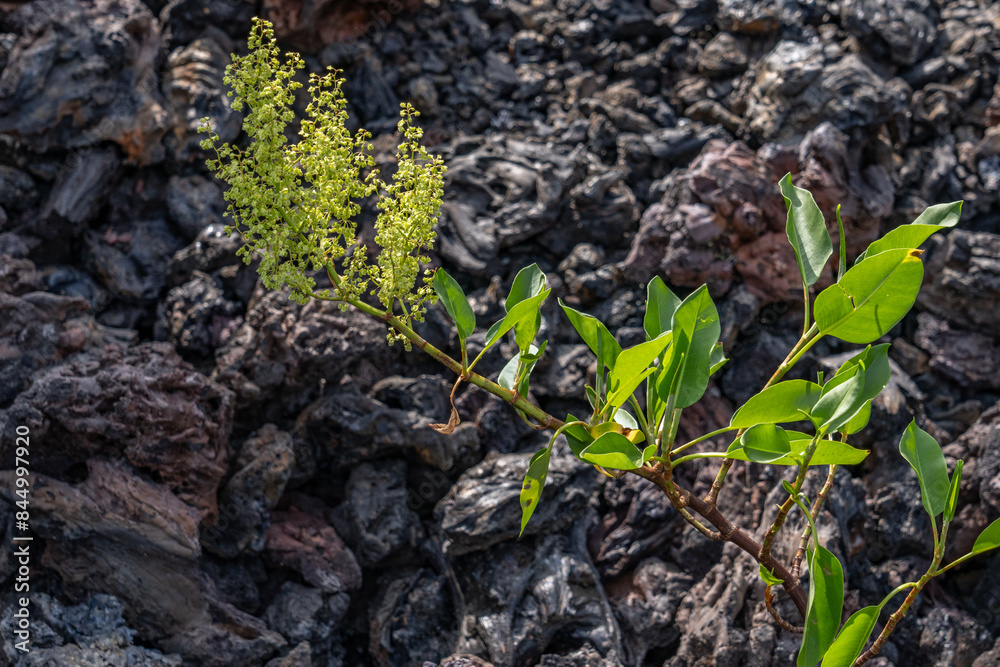 Rumex skottsbergii, or more commonly known as lava dock, is a shrub of ...