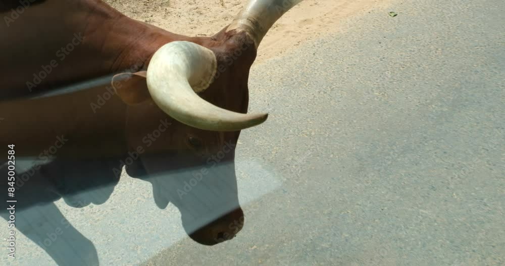 The Ankole cows of Uganda with very big white horns. Watussi cow Ankole ...