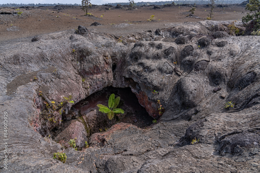 Plants grow from the 1969 fissure vents. Hawaii Volcanoes National Park ...