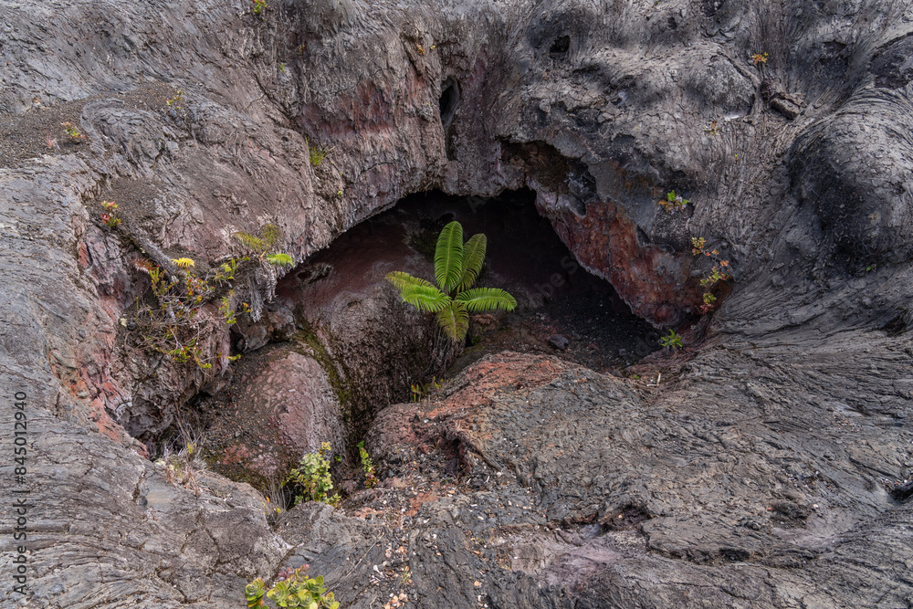 Plants grow from the 1969 fissure vents. Hawaii Volcanoes National Park ...