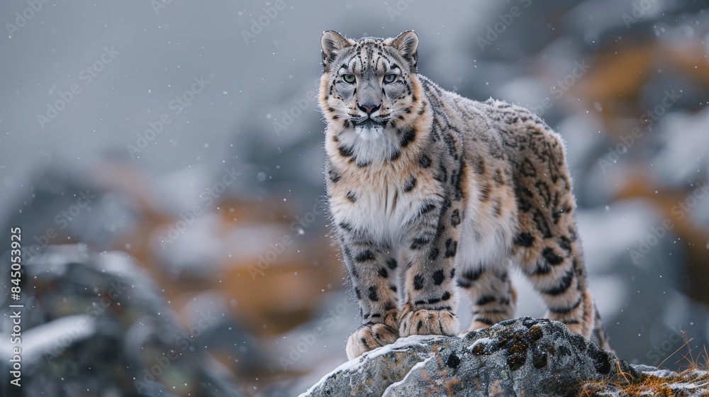 Minimalist image of endangered Snow Leopard on snowy cliff, symbolizing ...