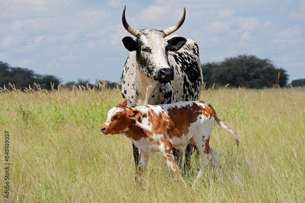 A nguni cow - indigenous cattle breed of South Africa - with a small ...