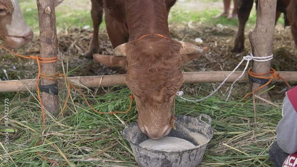 adha, agriculture, animal, brown, cattle, celebration, eid al adha, eid ...