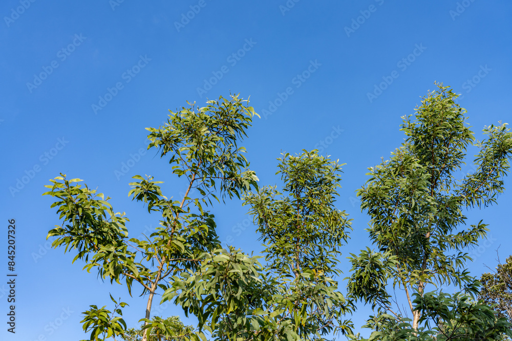 Acacia koa, koa,is a species of flowering tree in the family Fabaceae ...