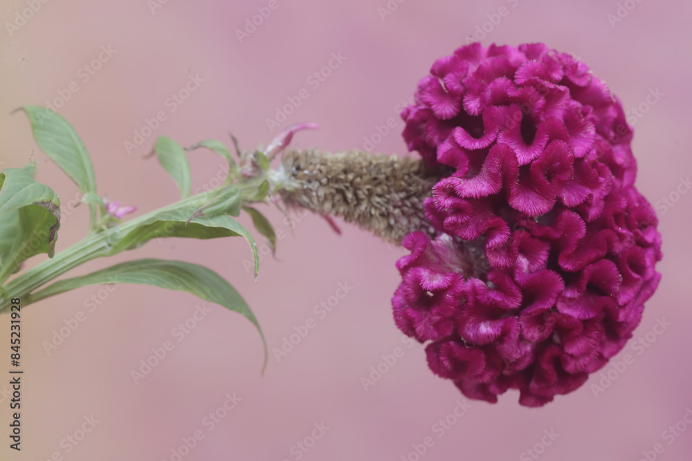 The beauty and elegance of the cockscomb flower when it is in full ...