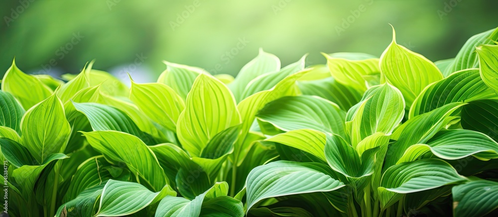 Hosta in the garden Green leaves of perennial hosta natural background ...