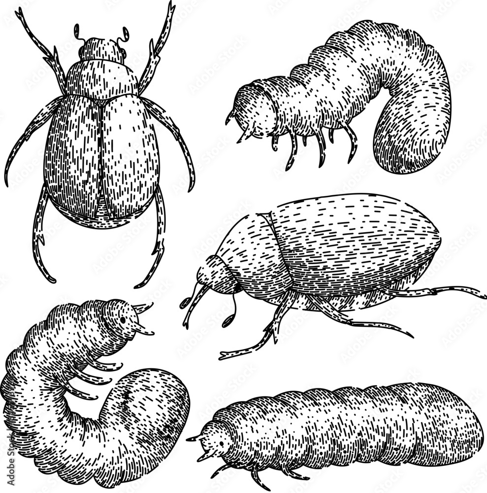 chafer set hand drawn. grub lawn, silhouette garden, summer pest chafer ...