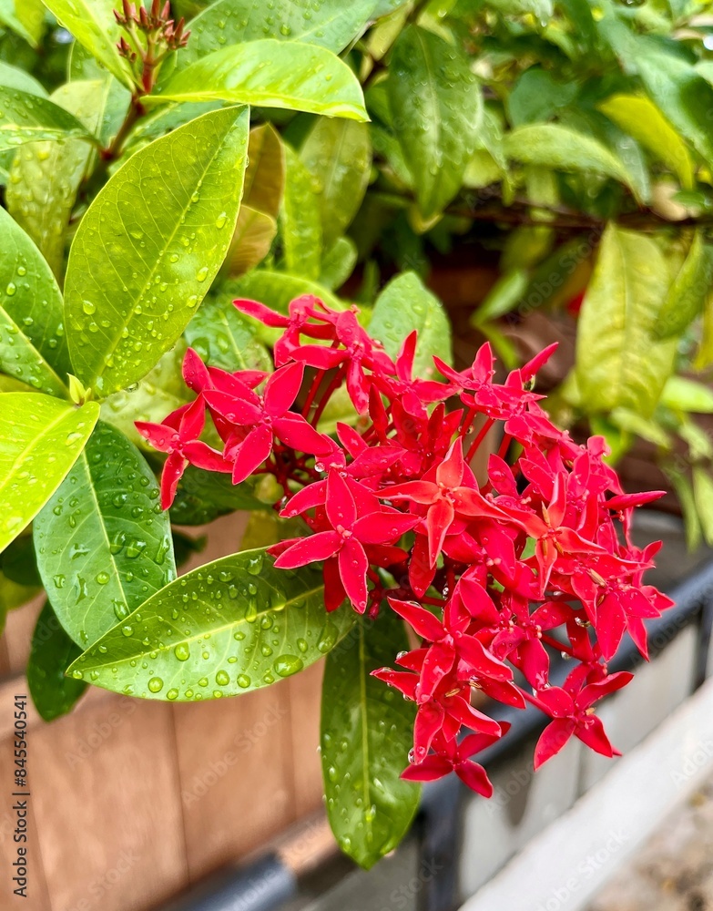 Beautiful group of small red flowers isolated on vertical ratio wet ...