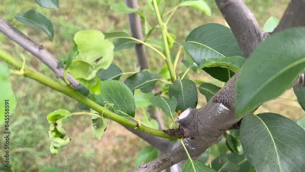 Aphids and ants on young stem of a pear tree affected by orange spots ...
