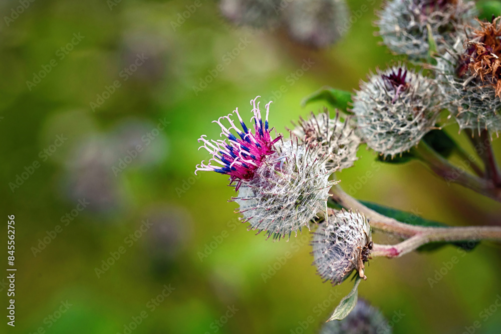 Arctium lappa, commonly called greater burdock. Burdock inflorescence ...