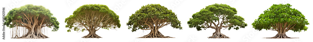 Banyan tree png cut out element set Stock Photo | Adobe Stock