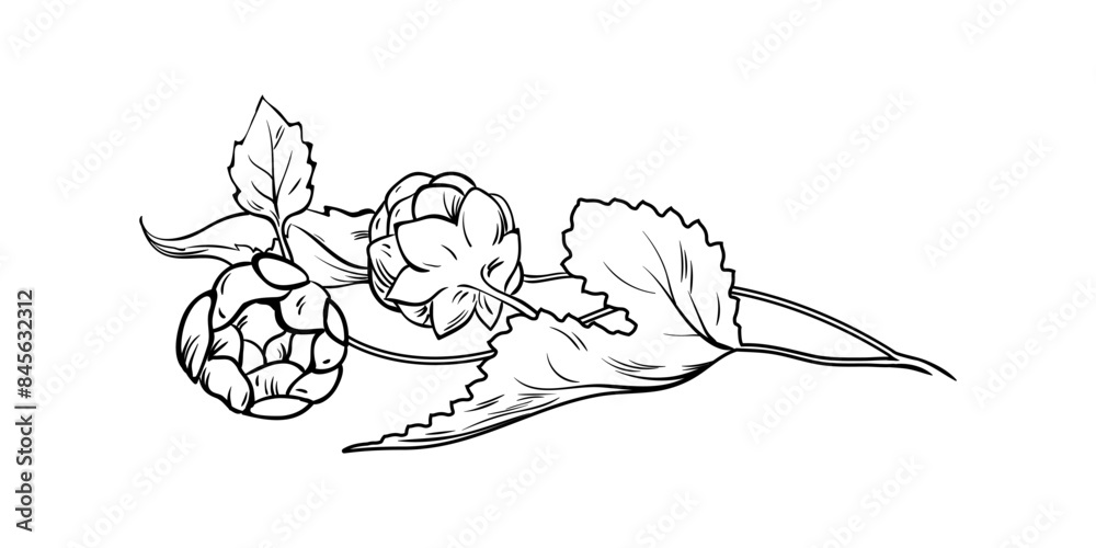 Hand drawn beer hop plant. Beer production hops outline vector ...