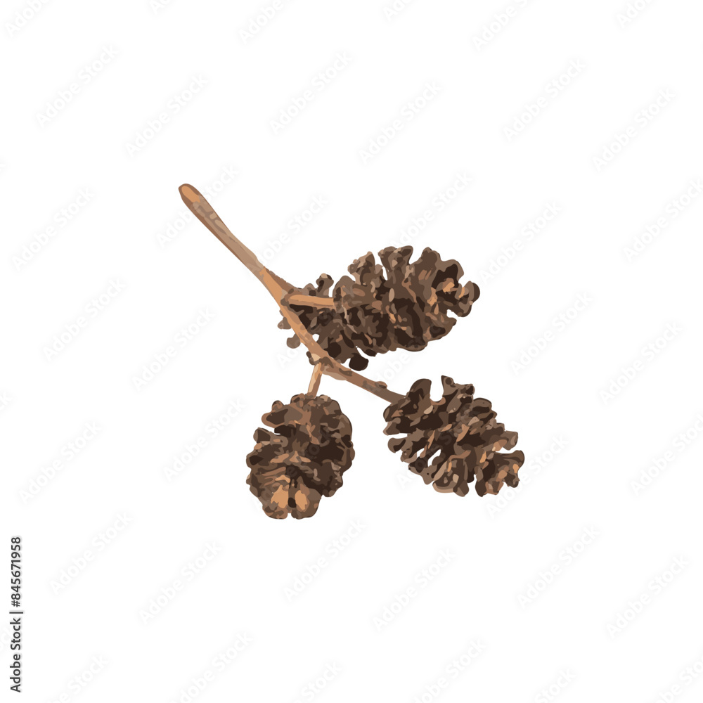 Alder Cones Icon, Alnus Cone Symbol, Dry Plant Branch Sign, Dry Alder ...