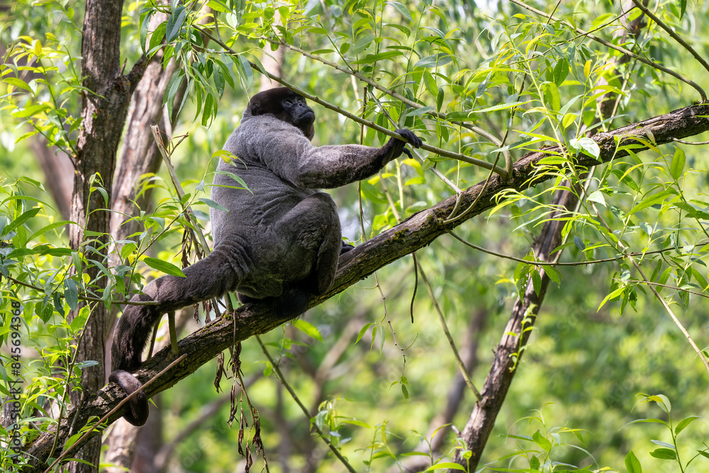 Common Woolly Monkey - Lagothrix lagothricha, unique gray monkey with ...